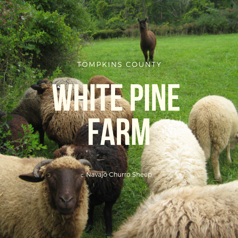 White Pine Farm – LocalFiber
